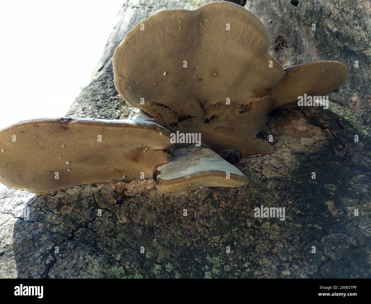 Southern Clam Shell (Fomes fasciatus) Fungi Stock Photo - Alamy