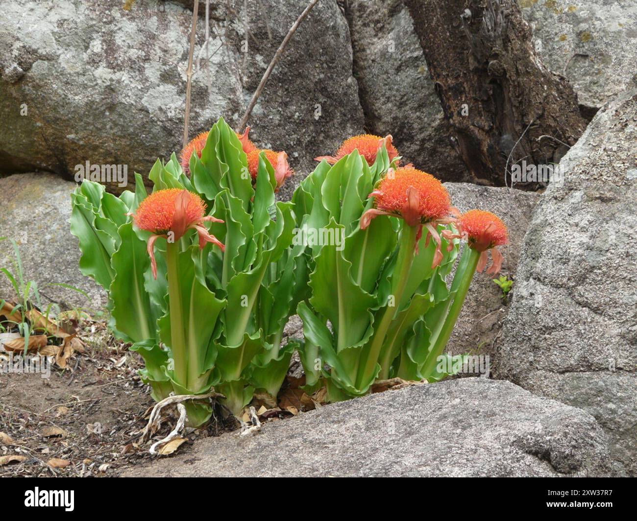 Paintbrush lily (Scadoxus puniceus) Plantae Stock Photo - Alamy