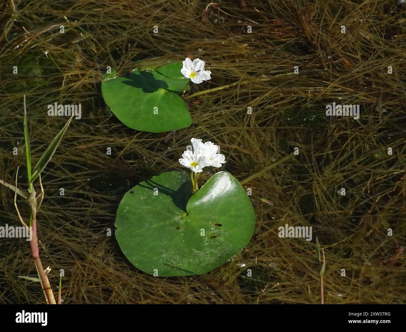 crested floating-heart (Nymphoides hydrophylla) Plantae Stock Photo - Alamy