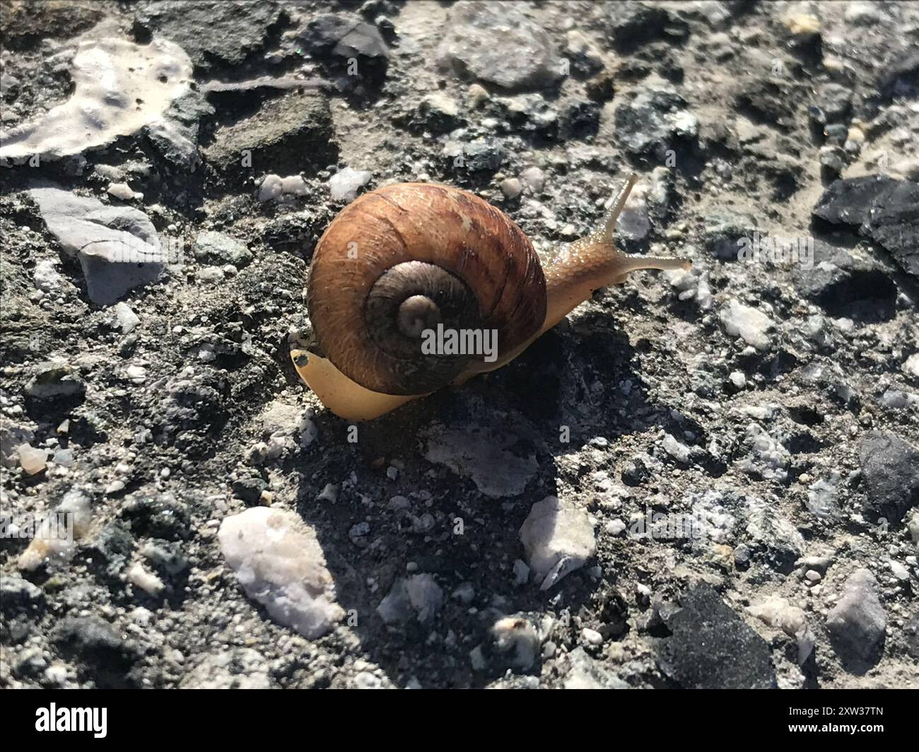 Garden Snail (Cornu aspersum) Mollusca Stock Photo - Alamy