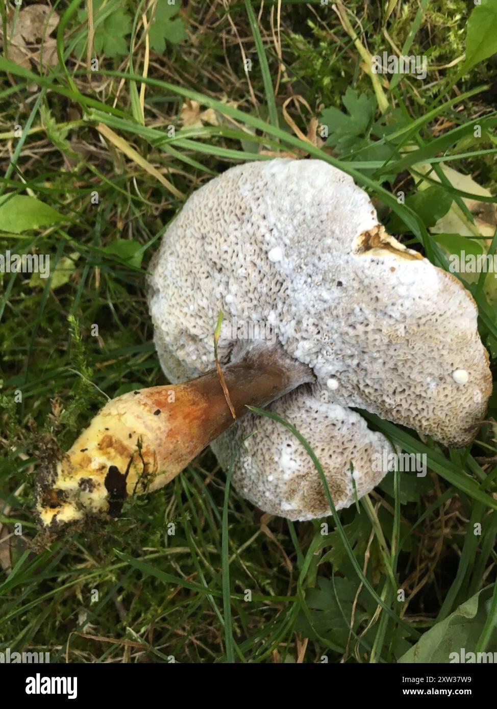 bolete mould (Hypomyces chrysospermus) Fungi Stock Photo - Alamy