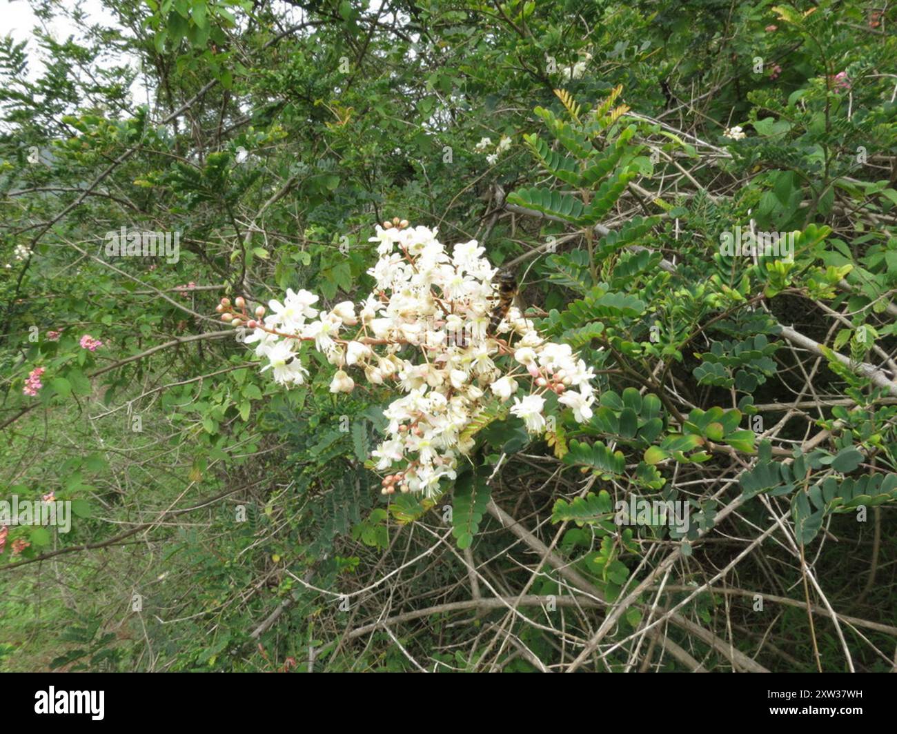 (Pterolobium hexapetalum) Plantae Stock Photo - Alamy