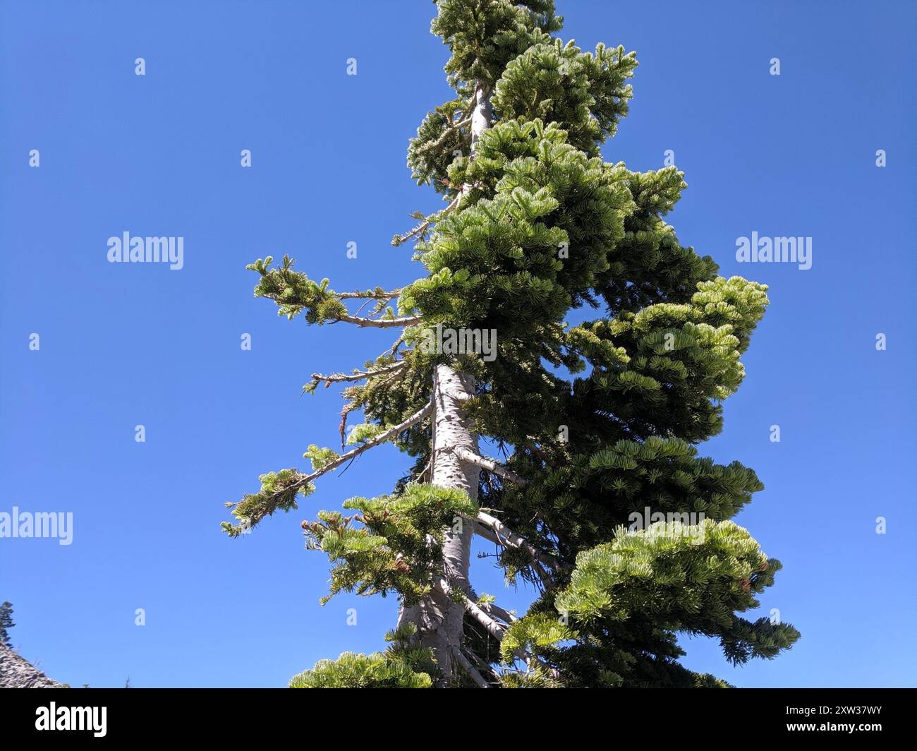 red fir (Abies magnifica) Plantae Stock Photo - Alamy