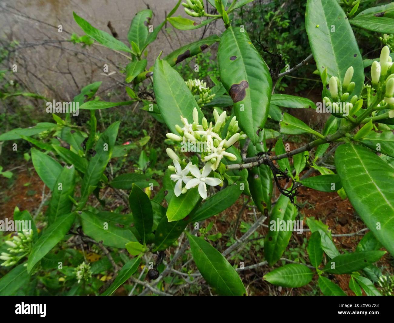 Asiatic tarenna (Tarenna asiatica) Plantae Stock Photo - Alamy