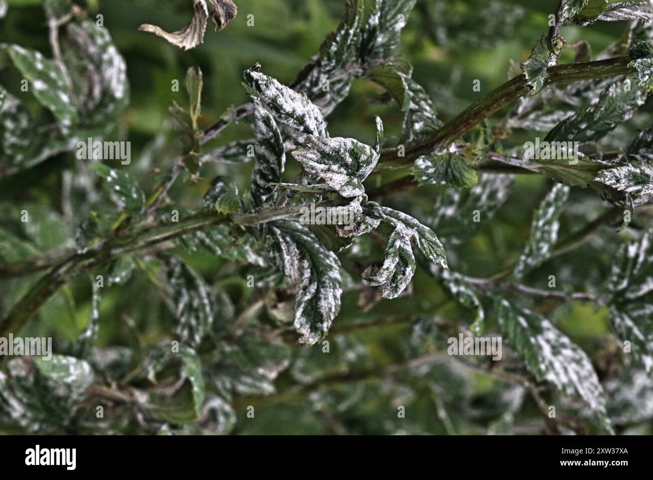 (Podosphaera filipendulae) Fungi Stock Photo - Alamy
