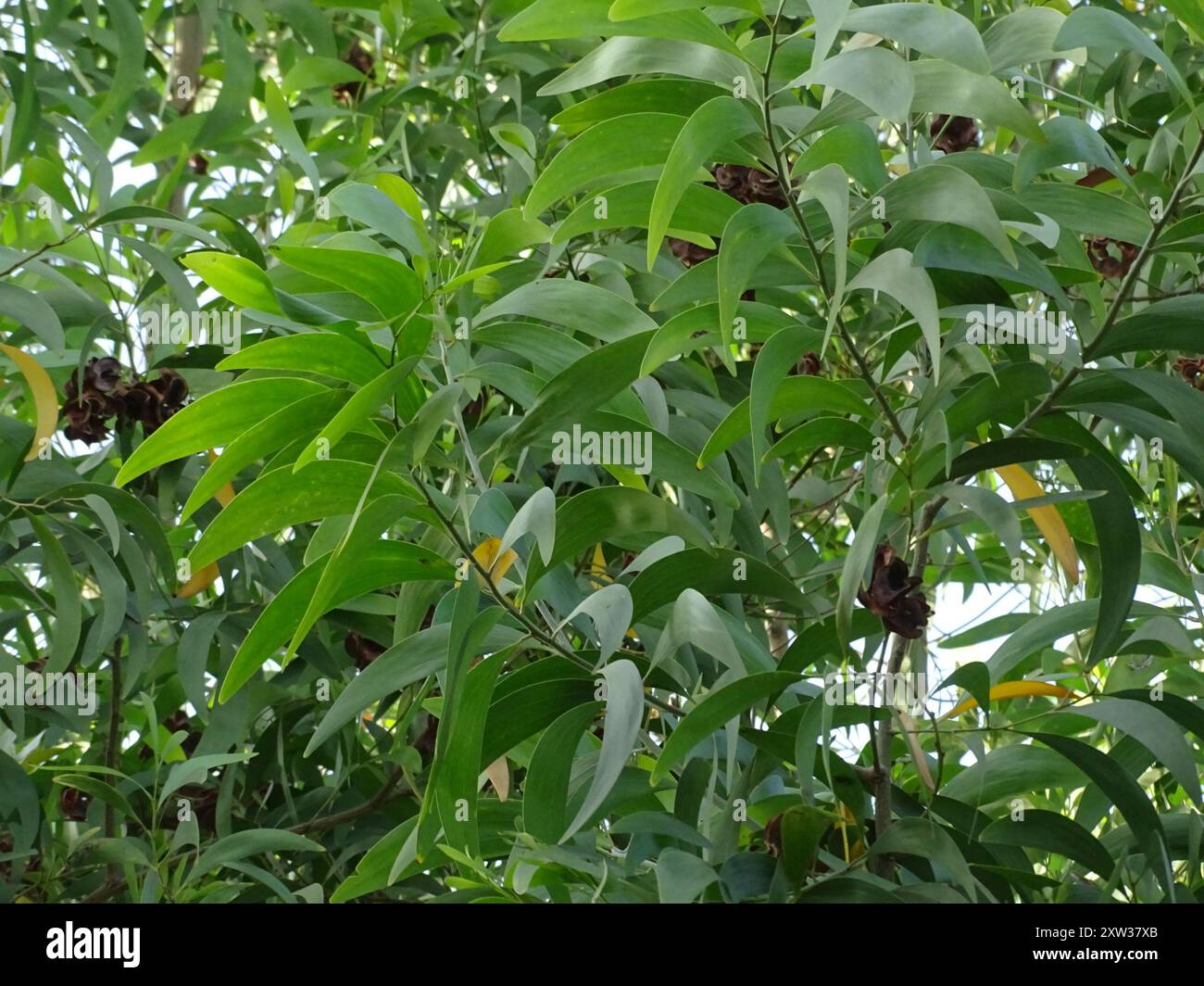 Acacia auriculiformis hi-res stock photography and images - Alamy