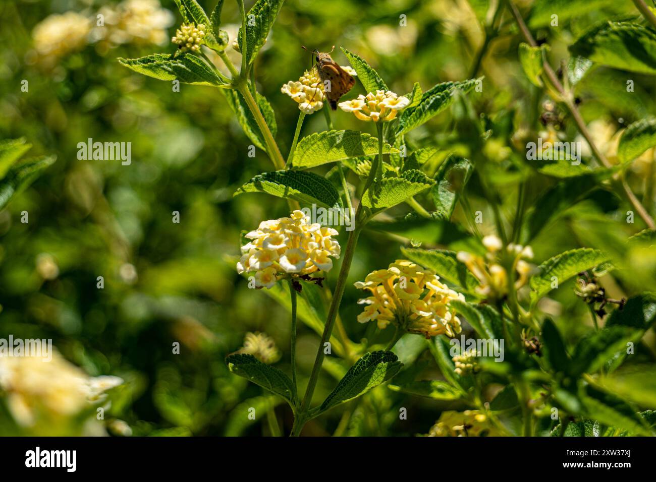 Fiery Skipper (Hylephila phyleus) Insecta Stock Photo - Alamy