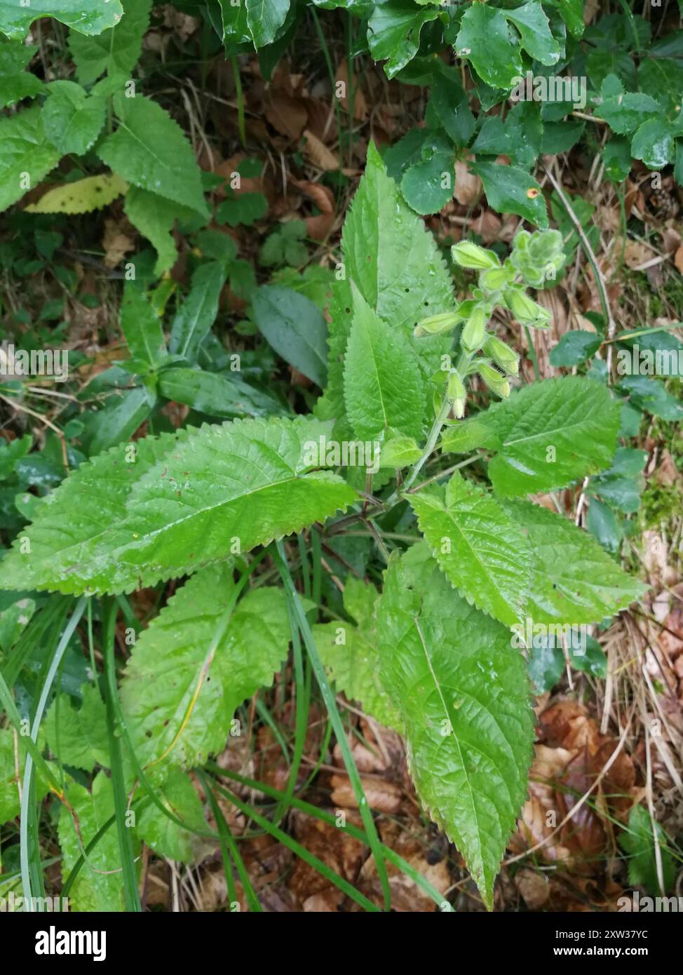 Sticky Sage (Salvia glutinosa) Plantae Stock Photo - Alamy