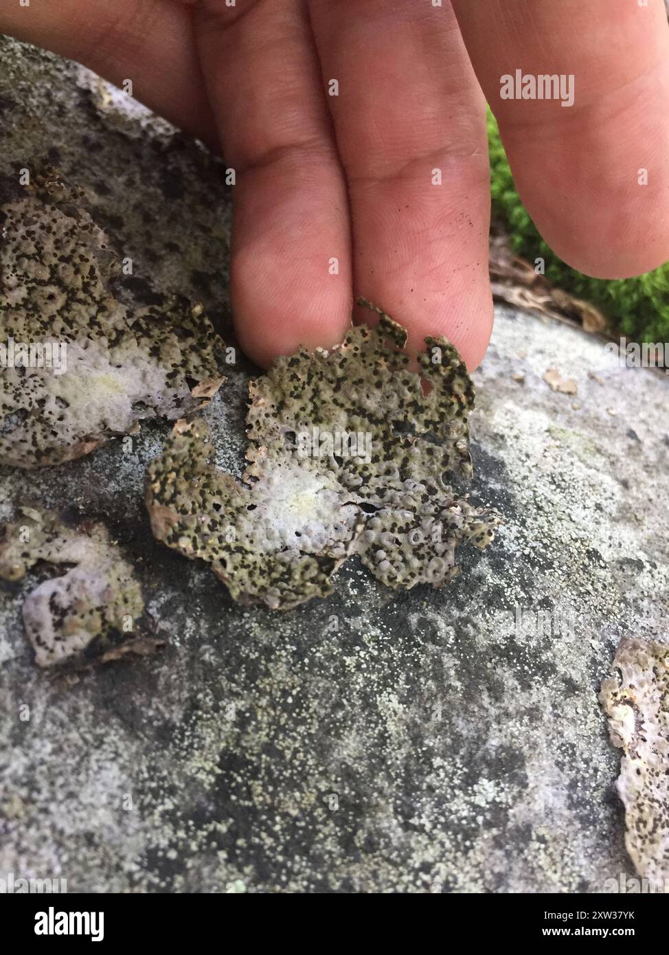 Common Toadskin Lichen (Lasallia papulosa) Fungi Stock Photo - Alamy