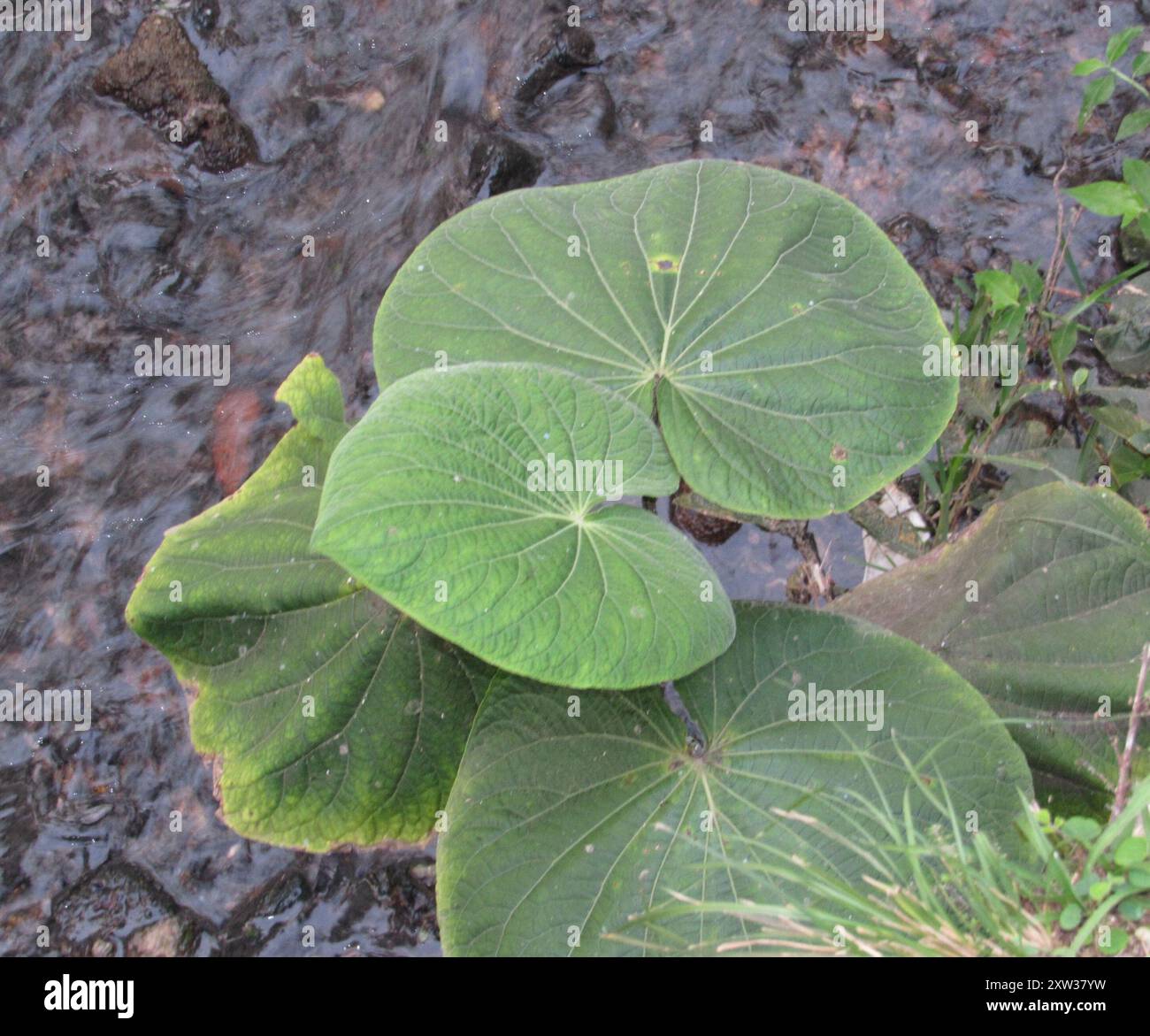 pariparoba (Piper umbellatum) Plantae Stock Photo - Alamy