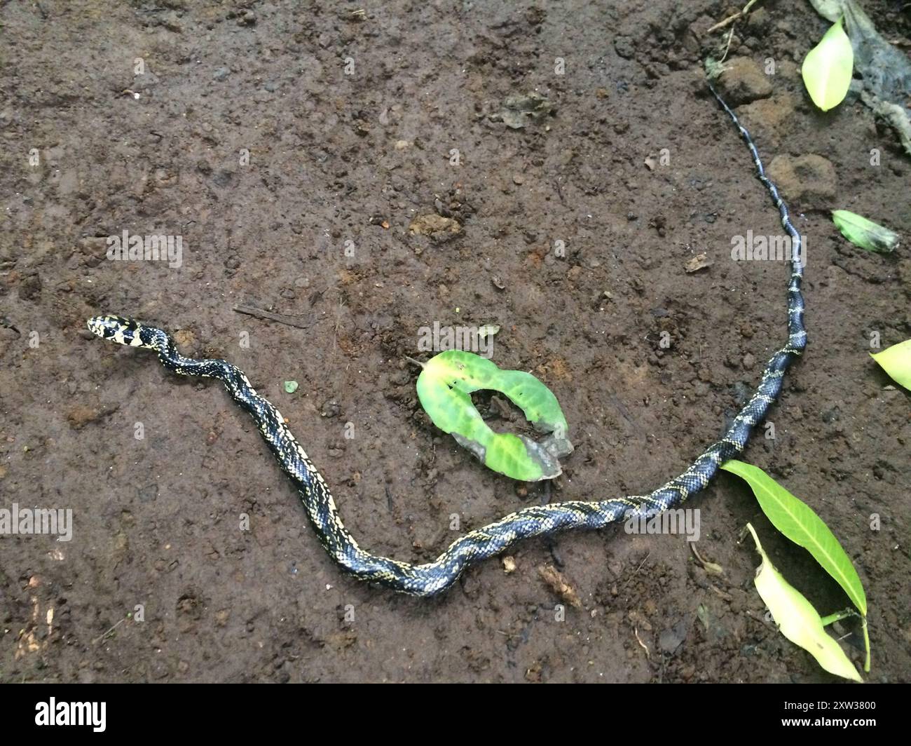Chicken Snake (Spilotes pullatus) Reptilia Stock Photo - Alamy