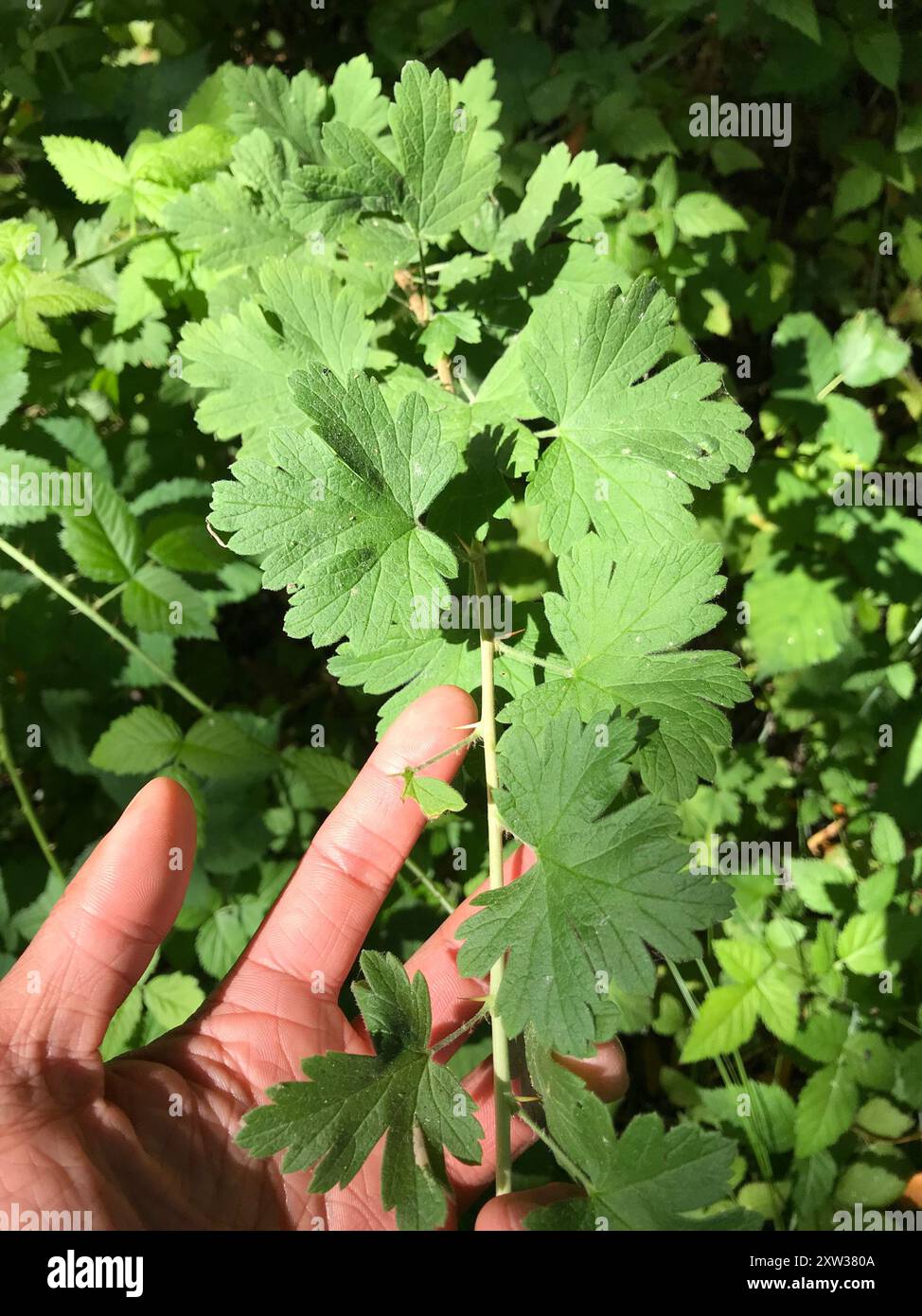 currants and gooseberries (Ribes) Plantae Stock Photo - Alamy
