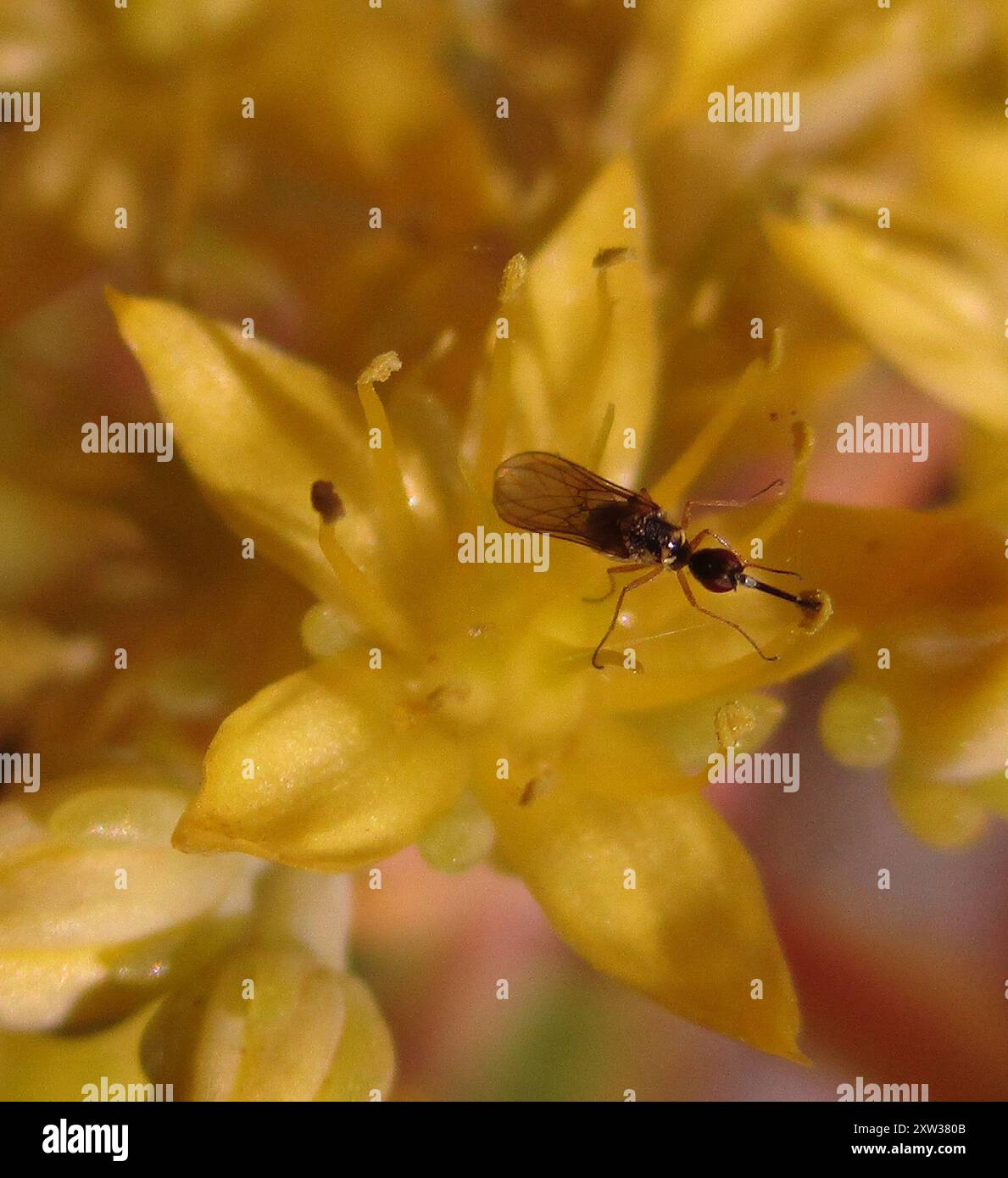 Micro Bee Flies (Mythicomyiidae) Insecta Stock Photo - Alamy