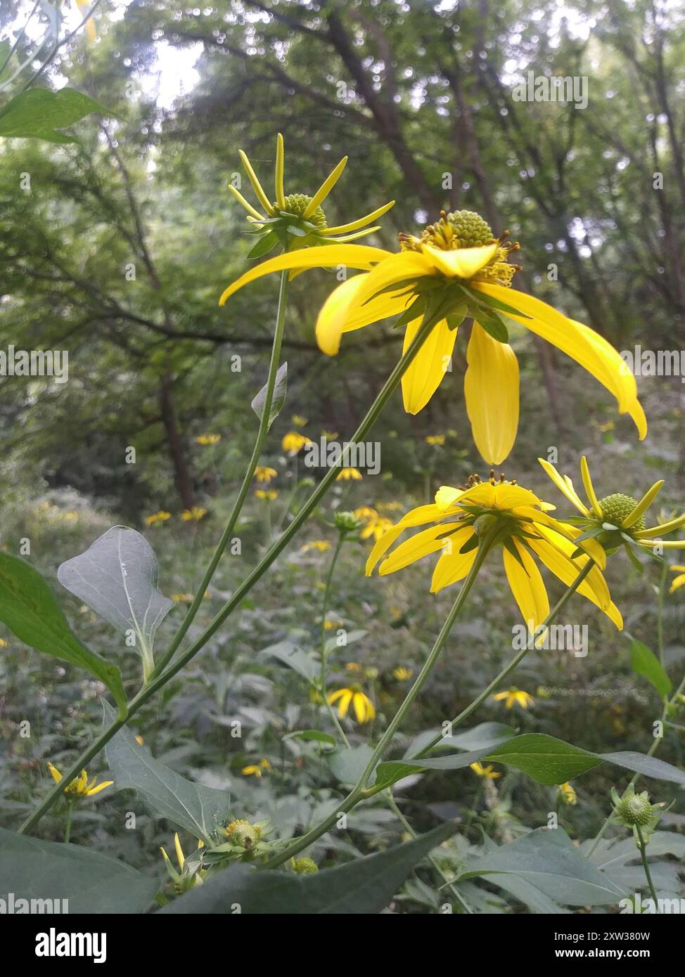cutleaf coneflower (Rudbeckia laciniata) Plantae Stock Photo - Alamy