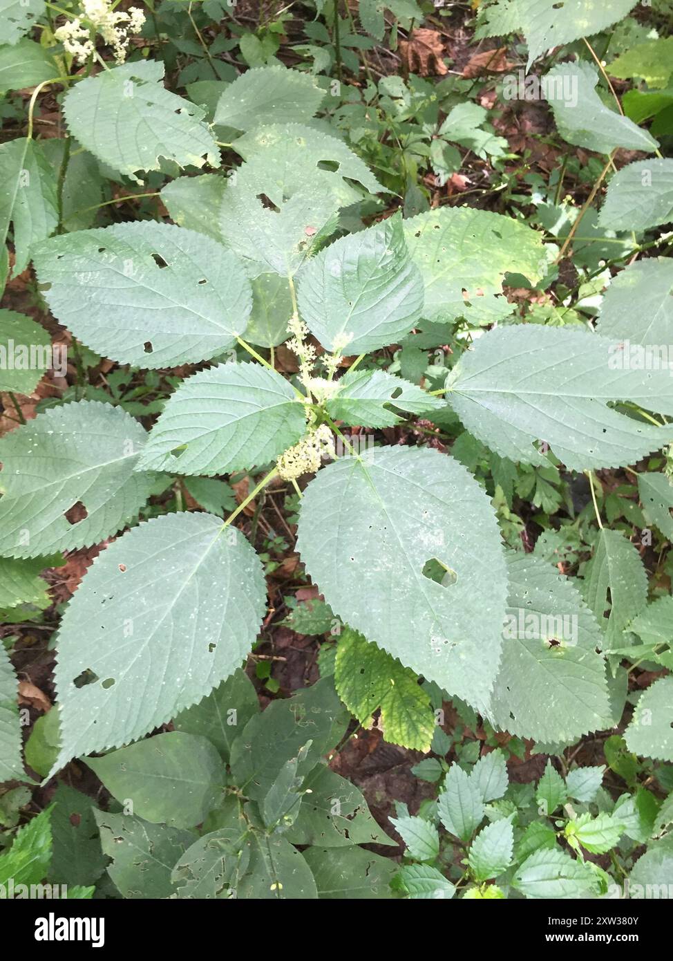 wood nettle (Laportea canadensis) Plantae Stock Photo - Alamy