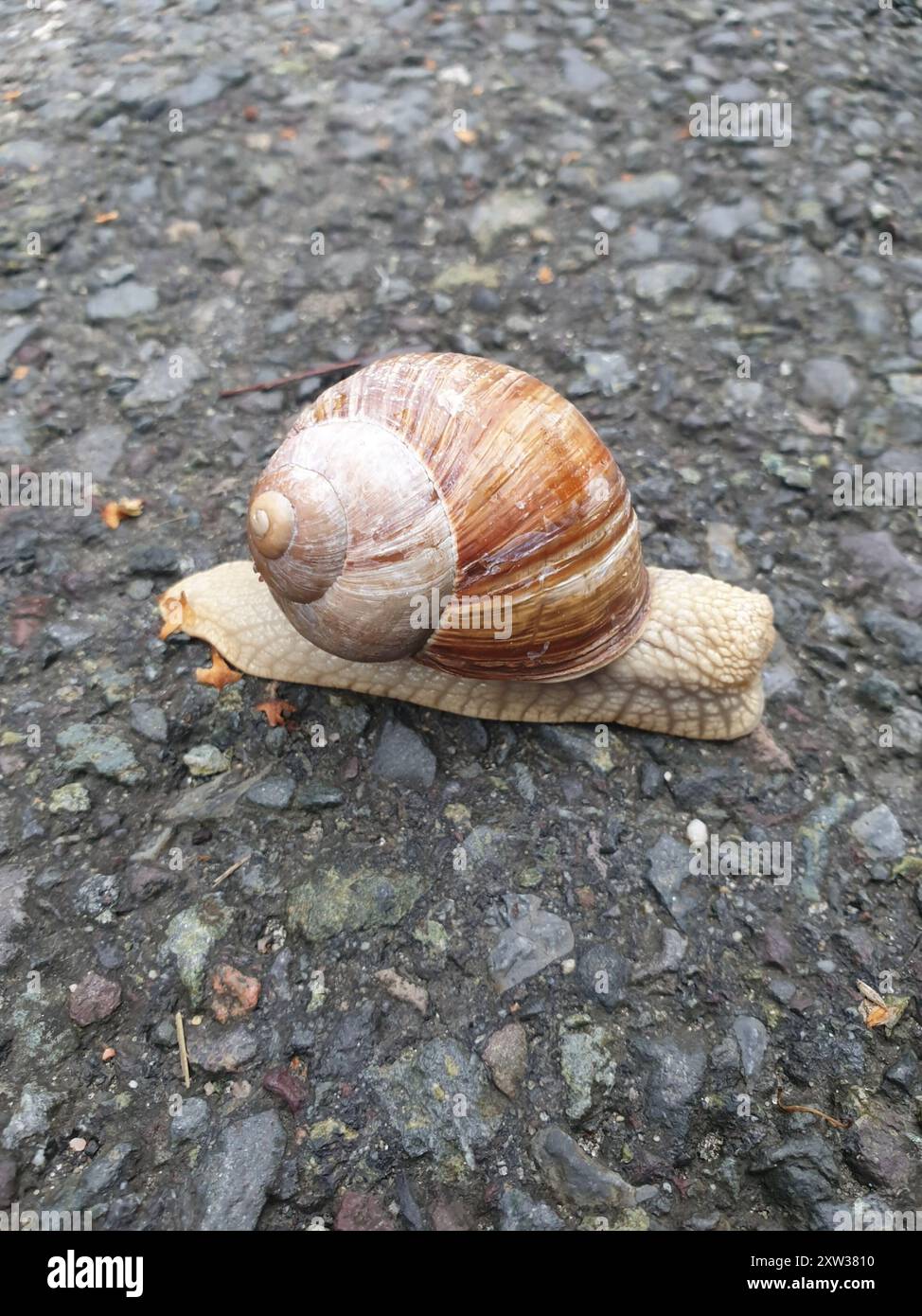 Roman Snail (Helix pomatia) Mollusca Stock Photo - Alamy