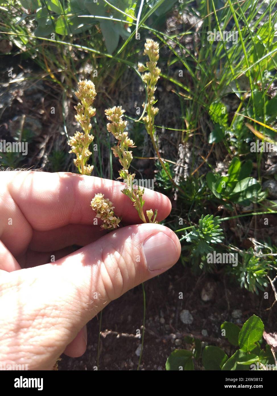 Partridgefoot (Luetkea pectinata) Plantae Stock Photo - Alamy