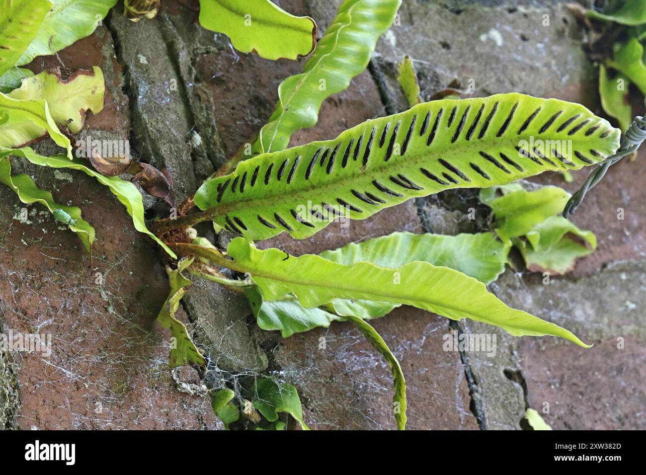 Hart's-tongue fern (Asplenium scolopendrium) Plantae Stock Photo - Alamy