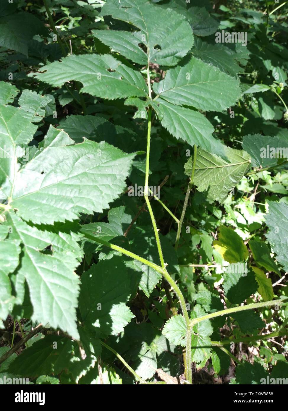 brambles (Rubus) Plantae Stock Photo - Alamy