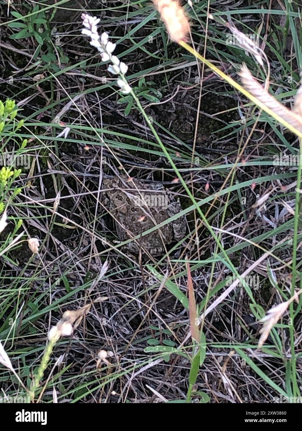 Woodhouse's Toad (Anaxyrus woodhousii) Amphibia Stock Photo - Alamy