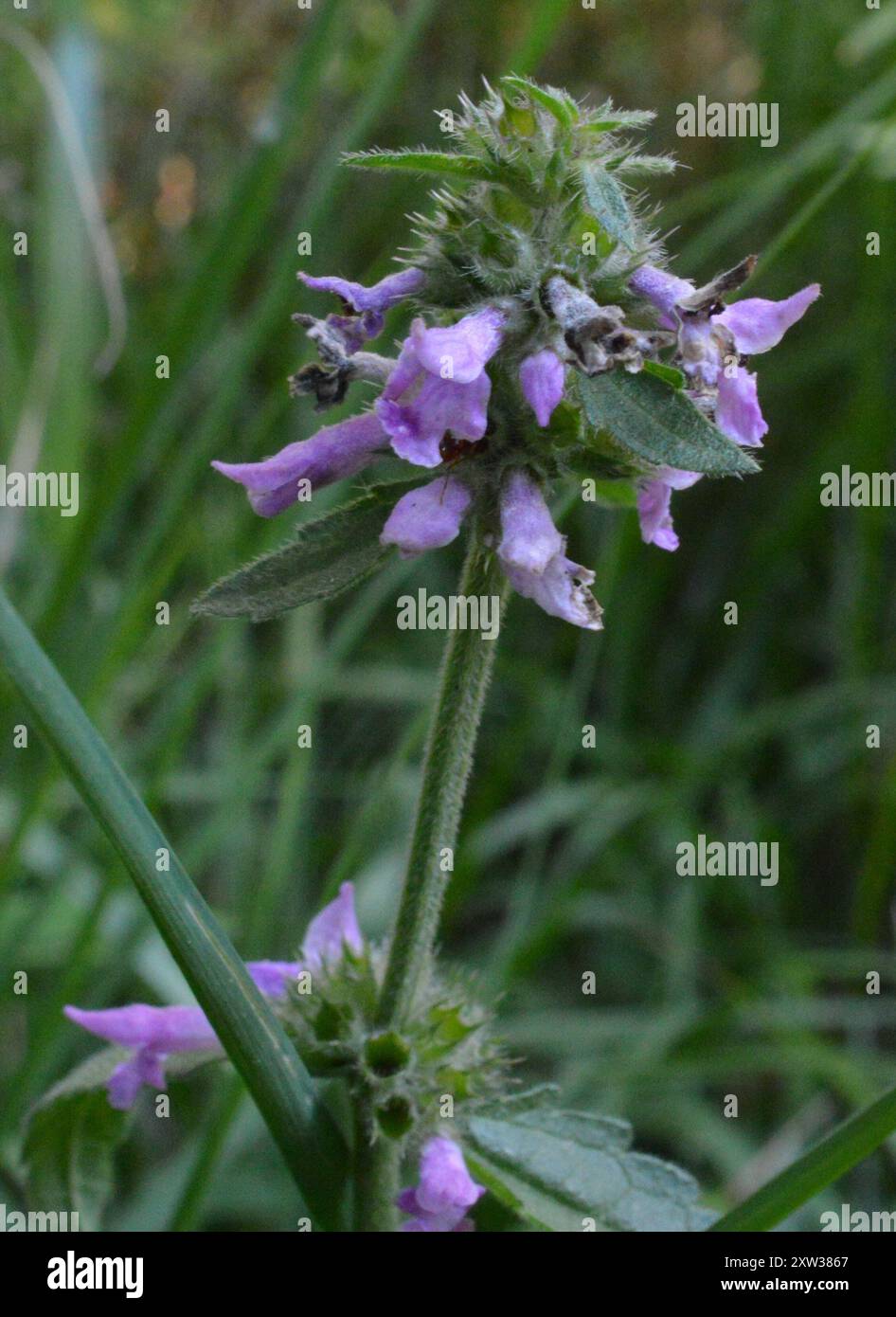 common hedge-nettle (Betonica officinalis) Plantae Stock Photo - Alamy