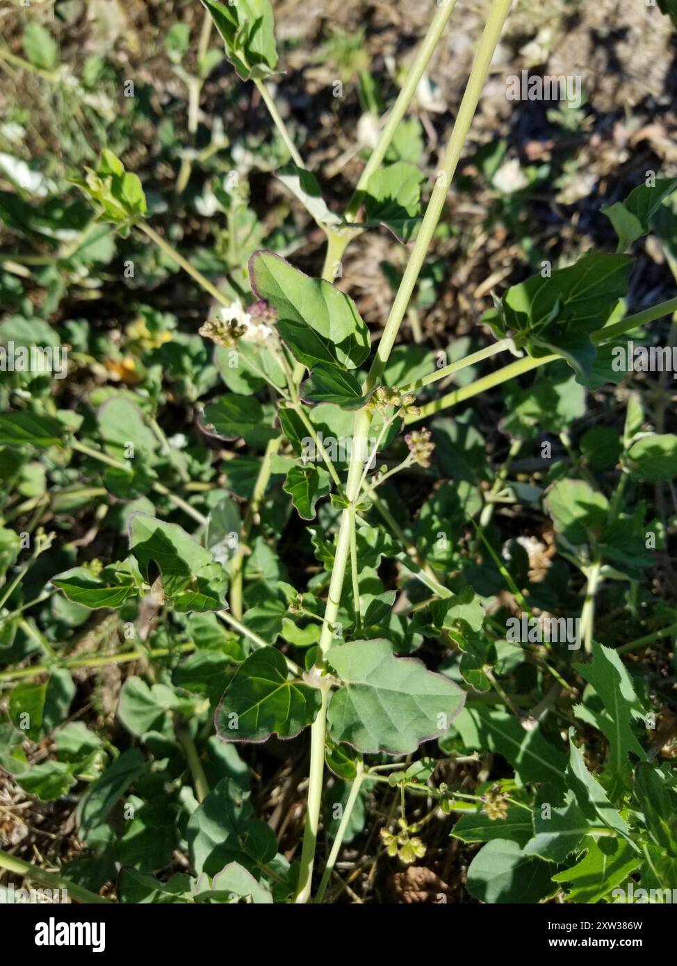 scarlet spiderling (Boerhavia coccinea) Plantae Stock Photo - Alamy