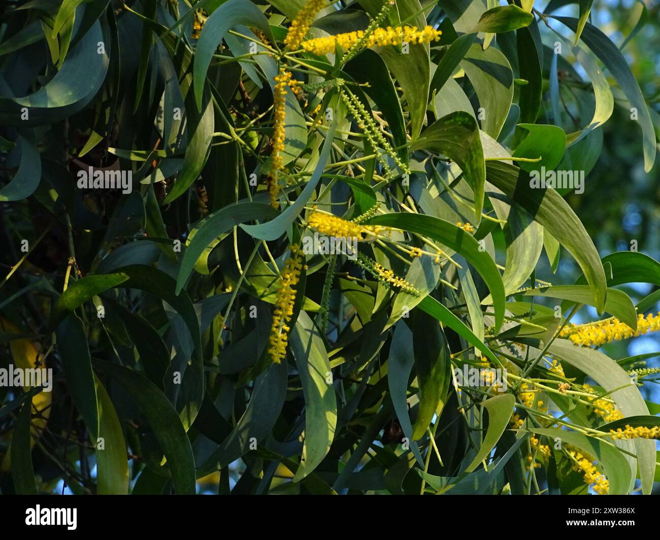 Acacia auriculiformis hi-res stock photography and images - Alamy