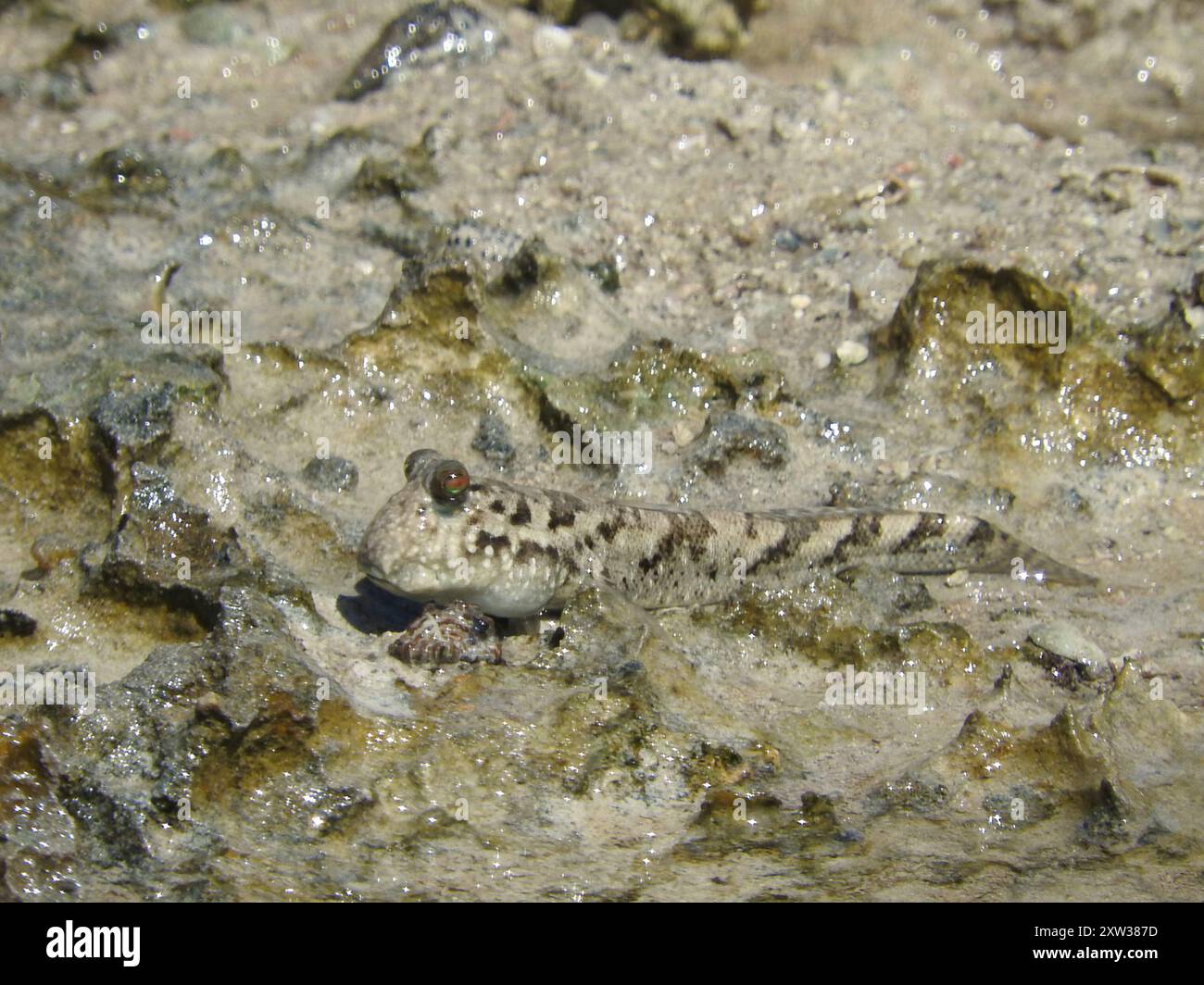 Common mudskipper (Periophthalmus kalolo) Actinopterygii Stock Photo ...