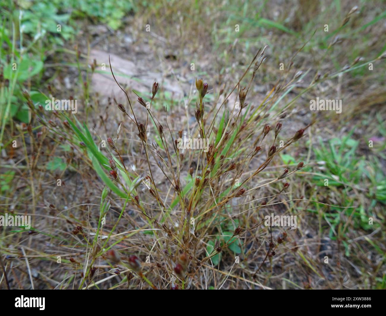 Toad rush (Juncus bufonius) Plantae Stock Photo - Alamy