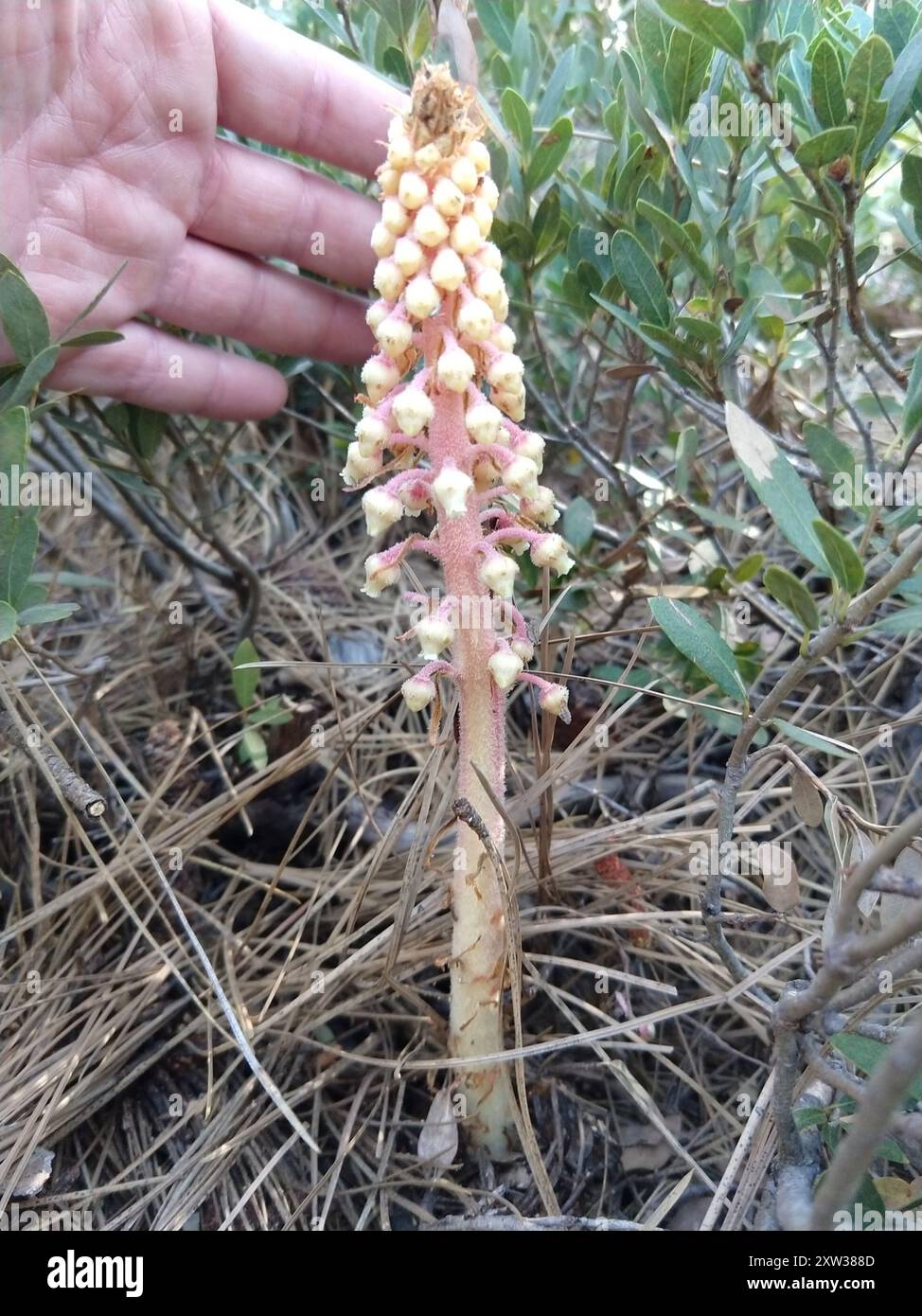 woodland pinedrops (Pterospora andromedea) Plantae Stock Photo - Alamy
