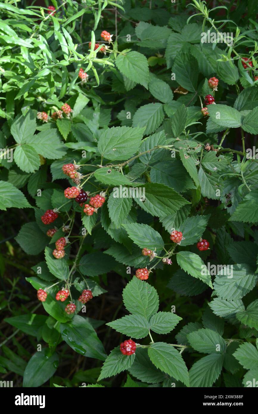 brambles (Rubus) Plantae Stock Photo - Alamy