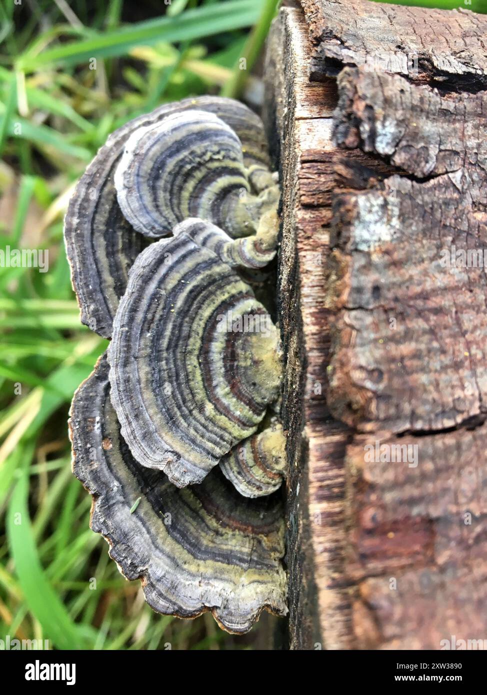 turkey-tail (Trametes versicolor) Fungi Stock Photo - Alamy