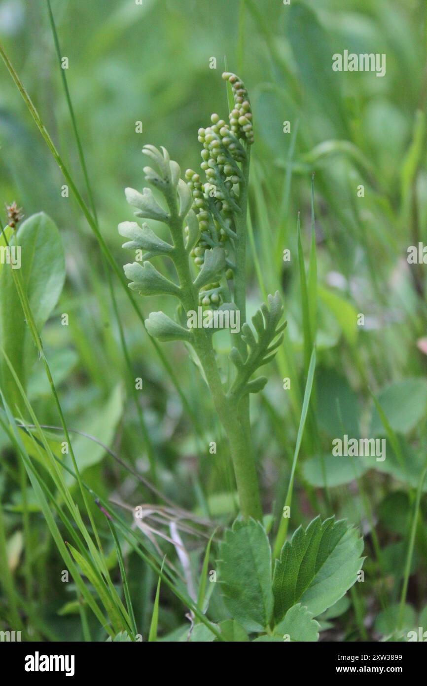 matricary grapefern (Botrychium matricariifolium) Plantae Stock Photo ...