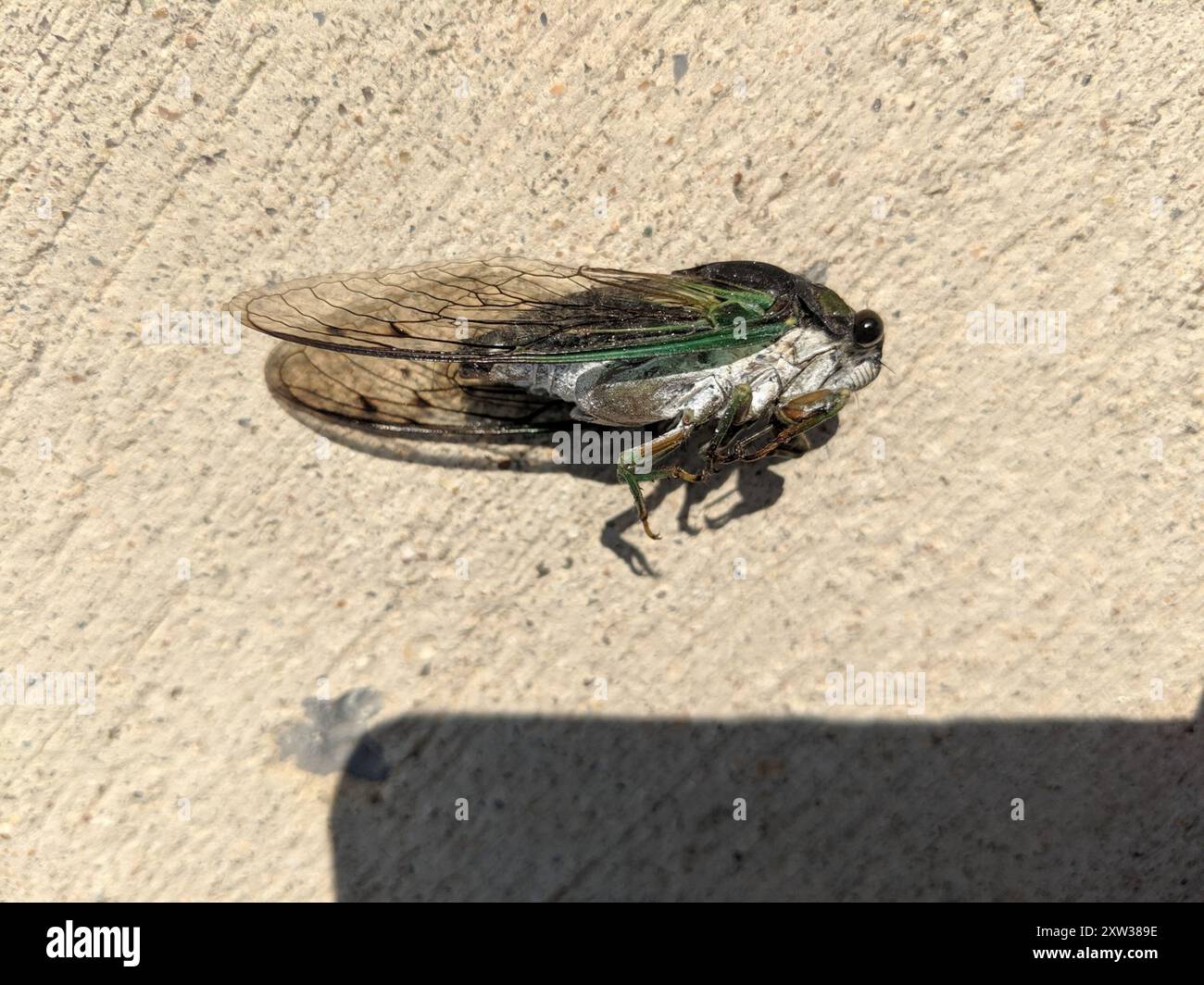 Swamp Cicada (Neotibicen tibicen) Insecta Stock Photo - Alamy
