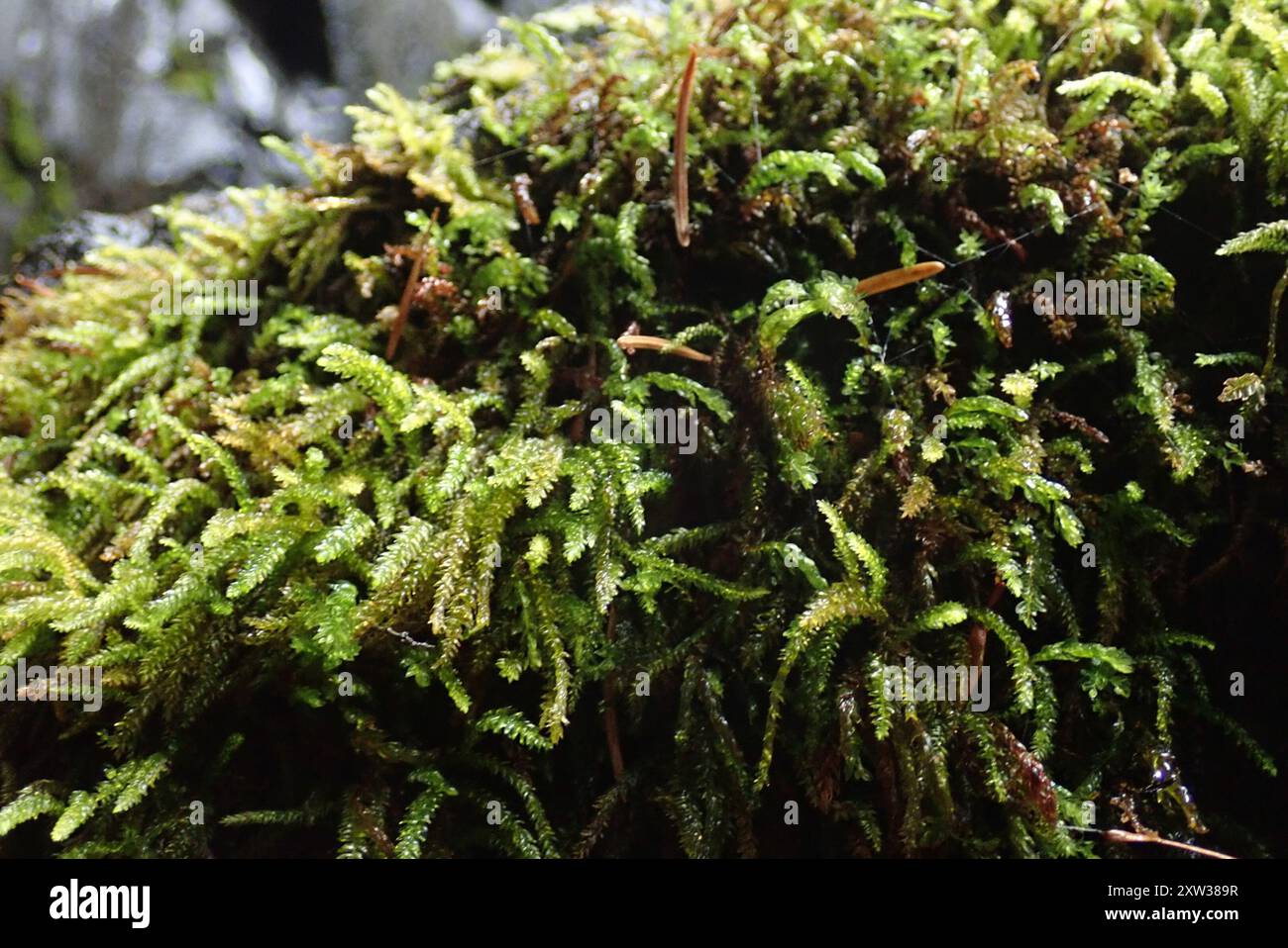 obtuseleaf scleropodium moss (Scleropodium obtusifolium) Plantae Stock ...