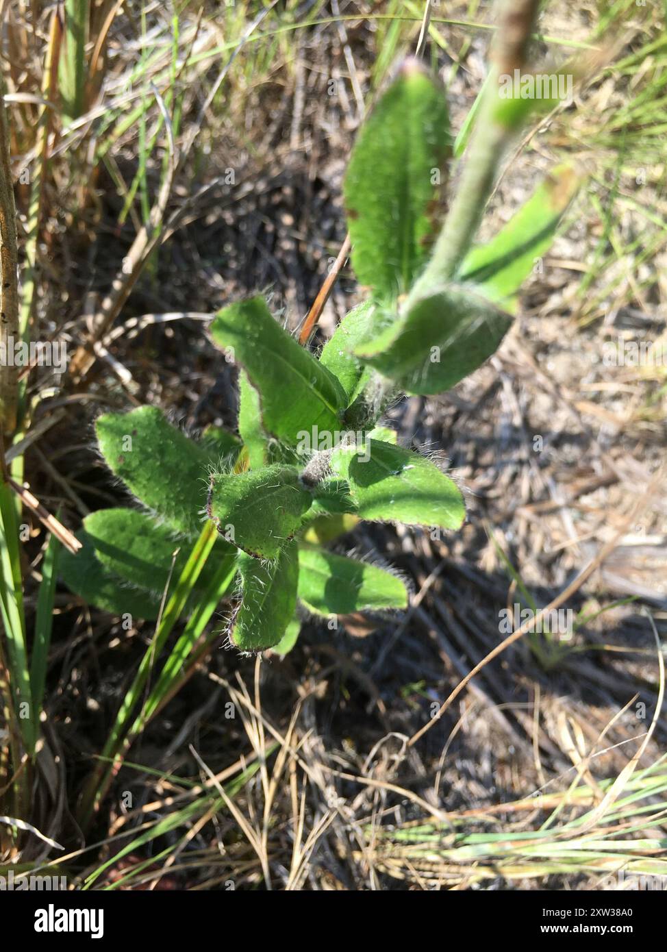 Hairy Hawkweed (Hieracium gronovii) Plantae Stock Photo - Alamy