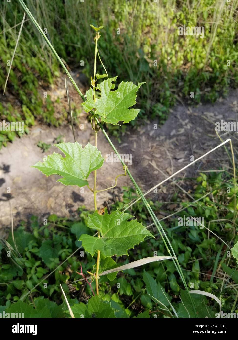 canyon wild grape (Vitis arizonica) Plantae Stock Photo - Alamy