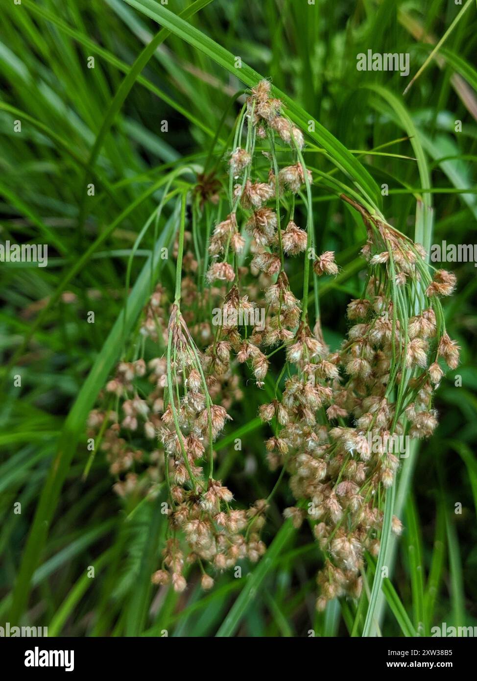 woolgrass (Scirpus cyperinus) Plantae Stock Photo - Alamy