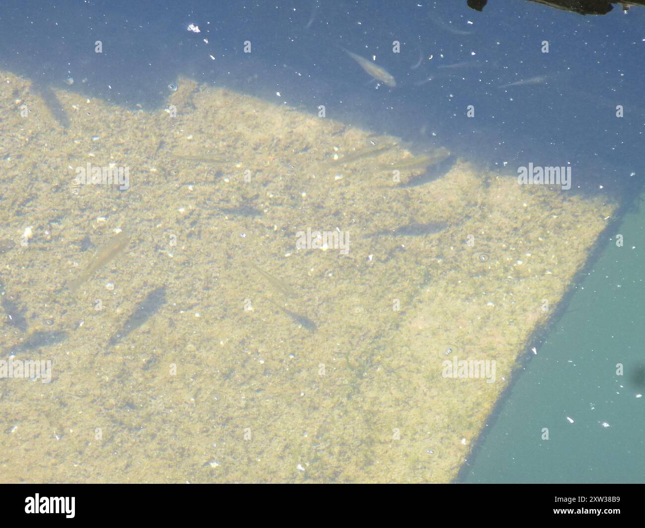 Typical Killifishes (Fundulus) Actinopterygii Stock Photo - Alamy