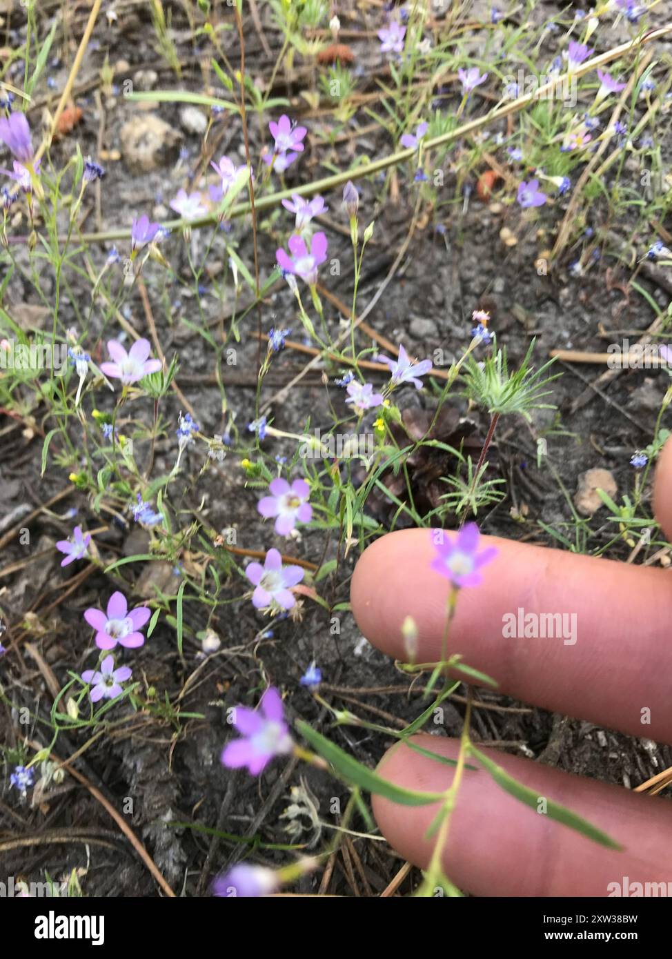 Bridges' pincushionplant (Navarretia leptalea) Plantae Stock Photo - Alamy