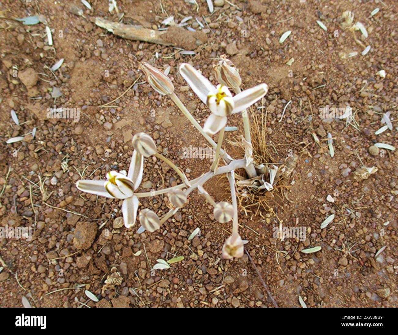 Thick Slime-lily (Albuca setosa) Plantae Stock Photo - Alamy