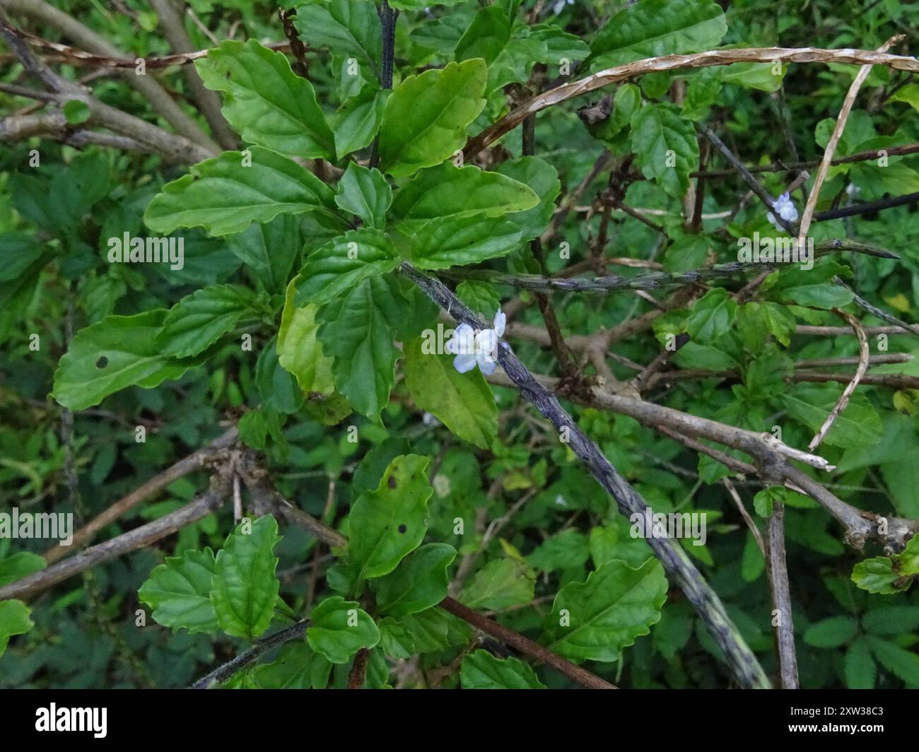 Porterweed (Stachytarpheta) Plantae Stock Photo - Alamy
