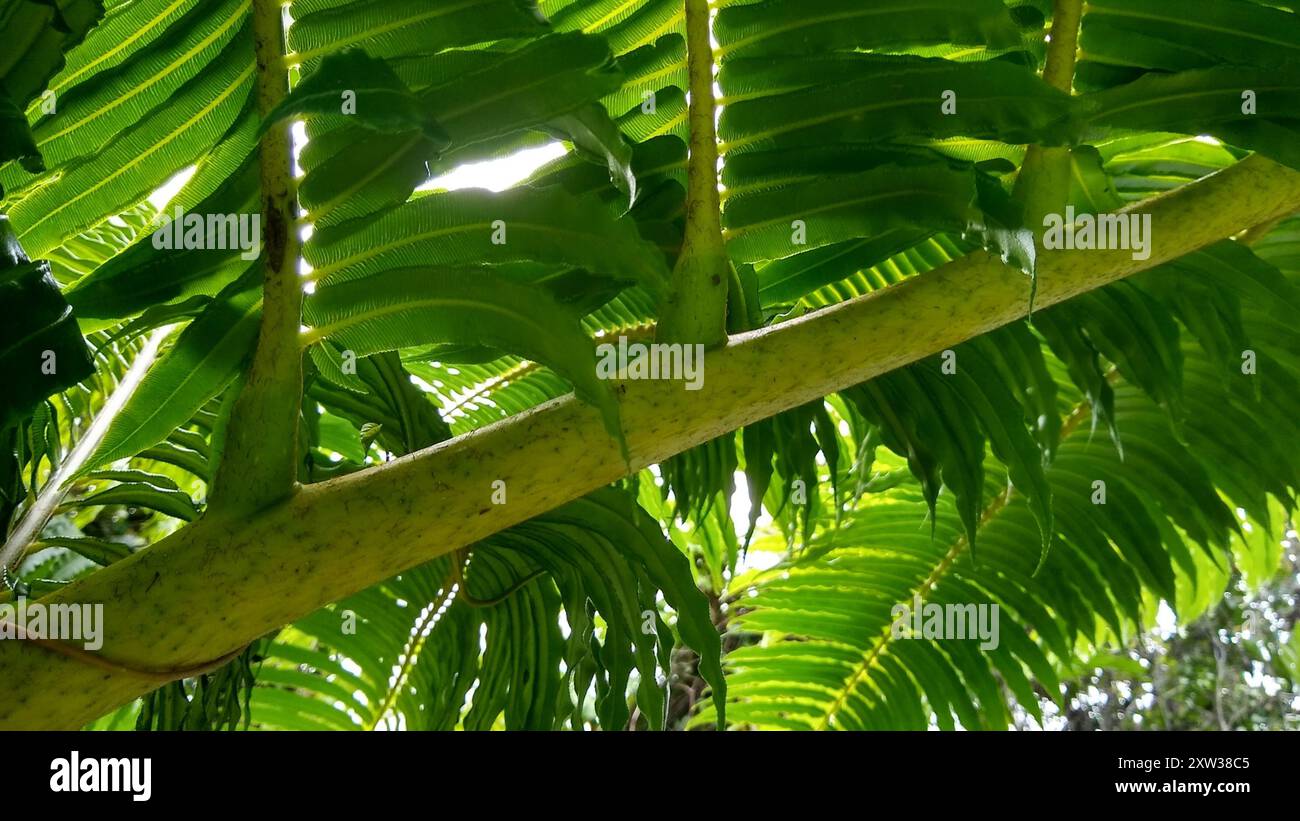 king fern (Angiopteris evecta) Plantae Stock Photo - Alamy