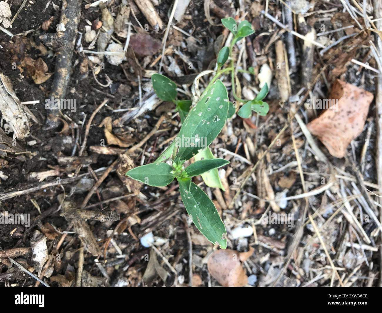 Low Silverbush (Ditaxis humilis) Plantae Stock Photo - Alamy