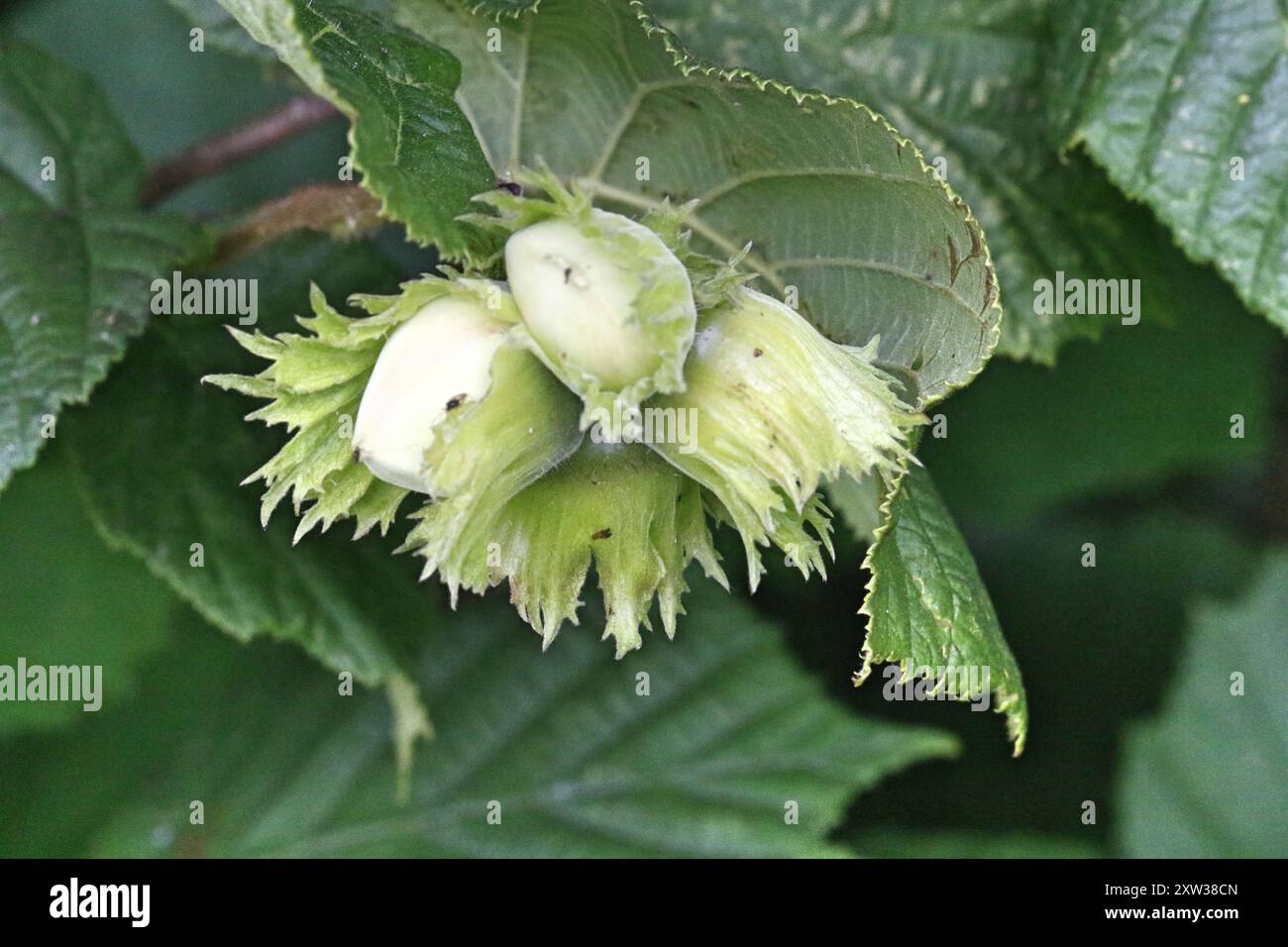 common hazel (Corylus avellana) Plantae Stock Photo - Alamy
