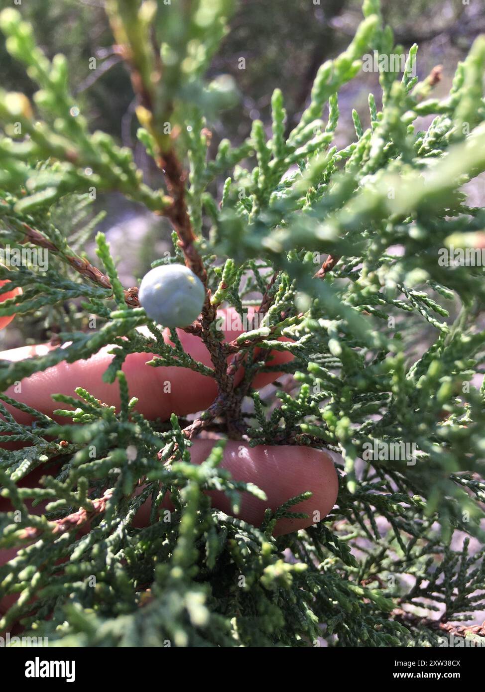 Greek juniper (Juniperus excelsa) Plantae Stock Photo - Alamy