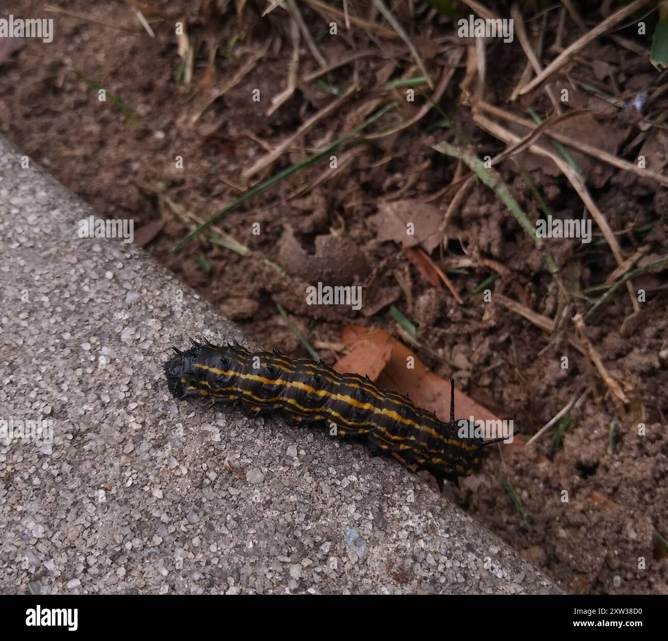 Yellow-striped Oakworm Moth (Anisota peigleri) Insecta Stock Photo - Alamy