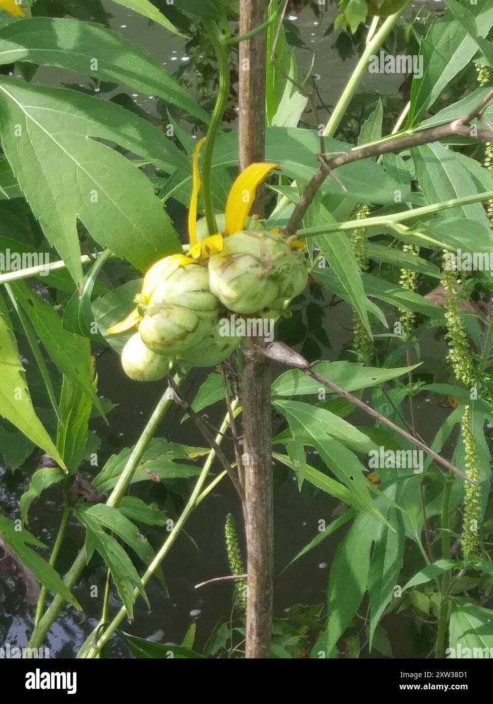 cutleaf coneflower (Rudbeckia laciniata) Plantae Stock Photo - Alamy