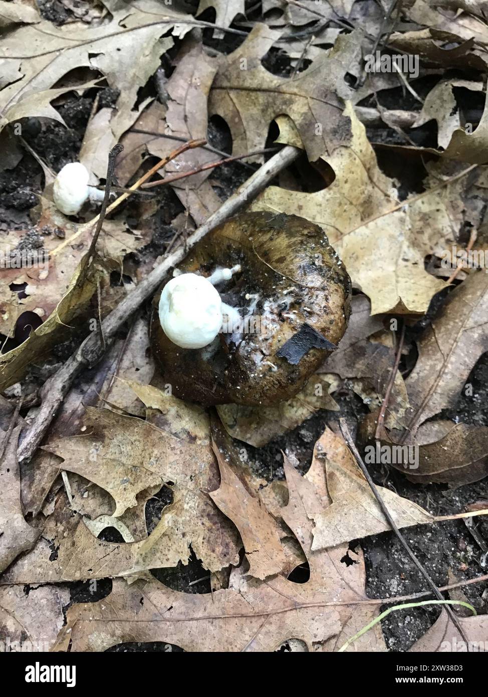 Powder Cap (Asterophora lycoperdoides) Fungi Stock Photo - Alamy