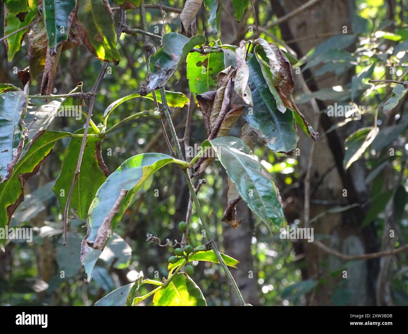 Three-Leaved Wild Vine (Causonis trifolia) Plantae Stock Photo - Alamy